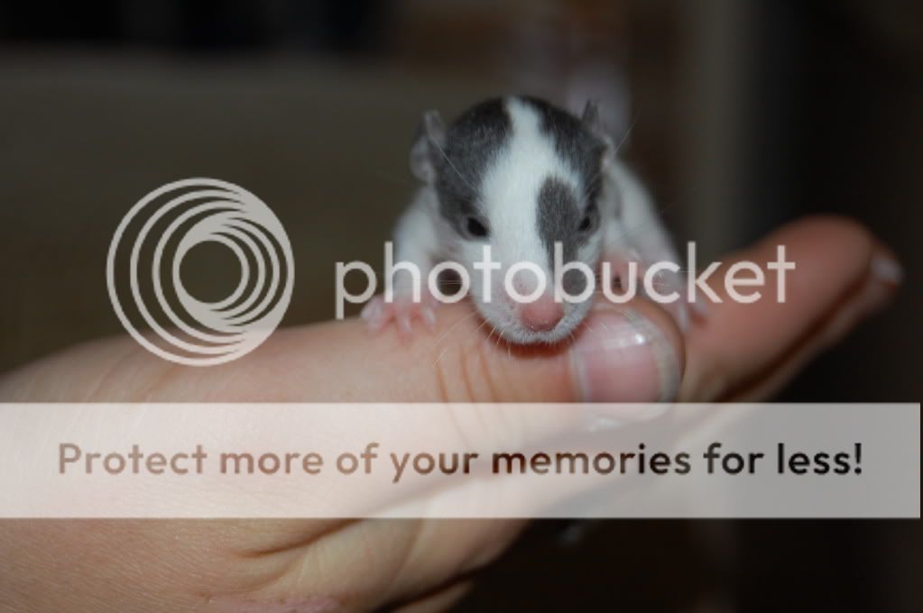 baby rats really cute for sale | Reptile Forums