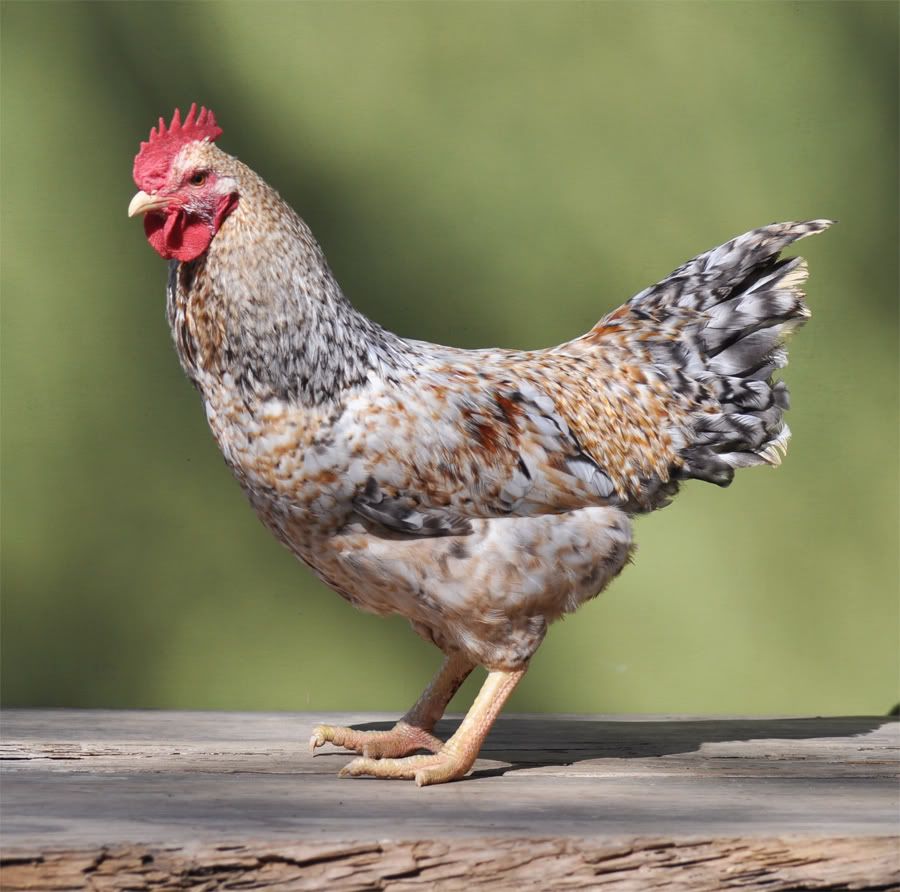 Greenfire Farms Basque Hen Trio - Mature (Auction ID: 108480, End Time ...