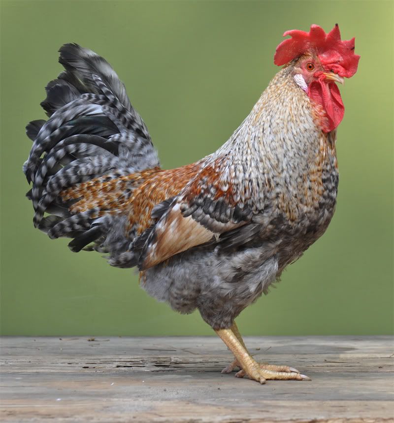 12 Greenfire Farms Cream Legbar Day-Old Chicks (Auction ID: 109052, End ...