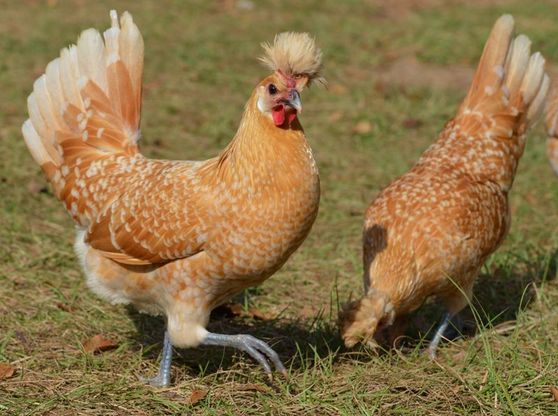 12+ Greenfire Farms Rare Mix of Appenzeller Spitzhauben Hatching Eggs